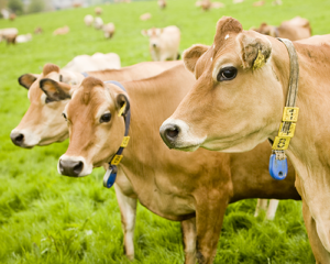 Our Cows - Graham's Family Dairy
